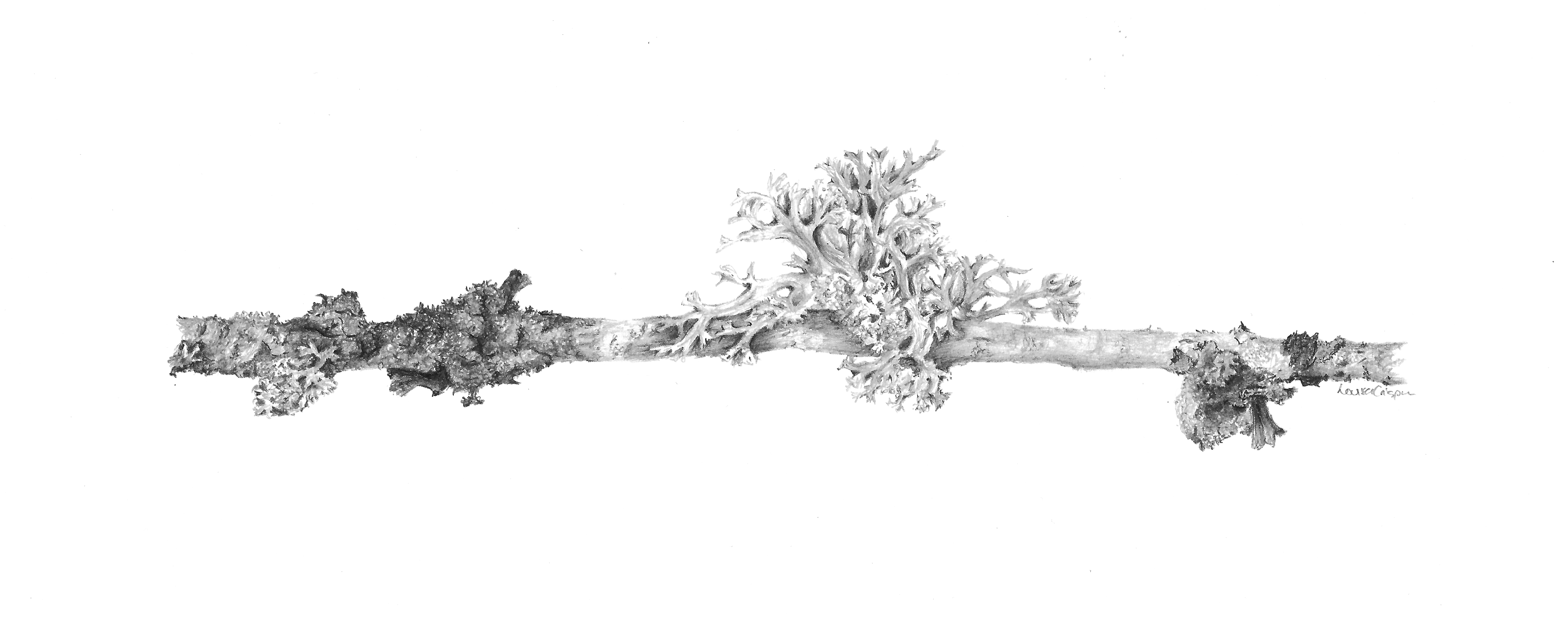 A career defining year for Louisa Crispin, Creator of Exquisite Nature ...