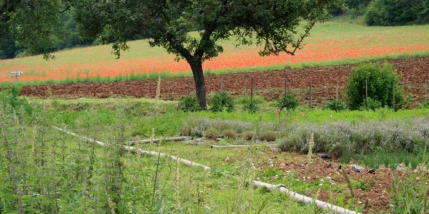 Paradisical Painting Holidays in the Dordogne with Adam Cope - Jackson ...