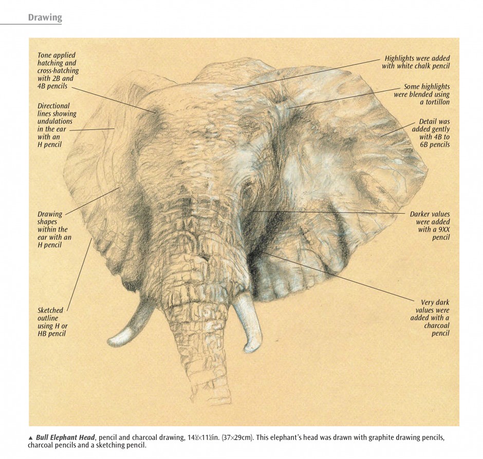Wildlife Painter Anne Corless - Jackson's Art BlogJackson's Art Blog