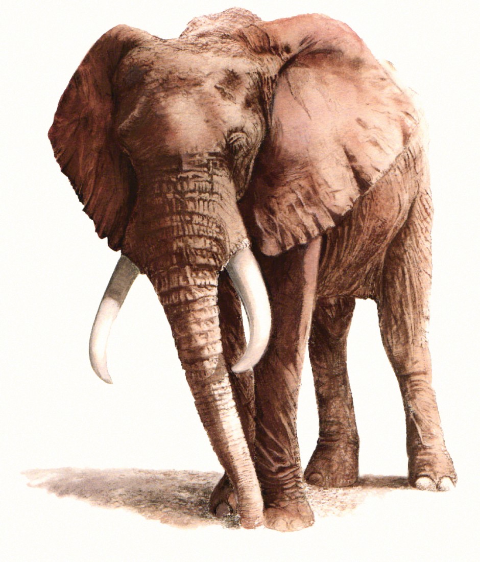 Wildlife Painter Anne Corless - Jackson's Art BlogJackson's Art Blog