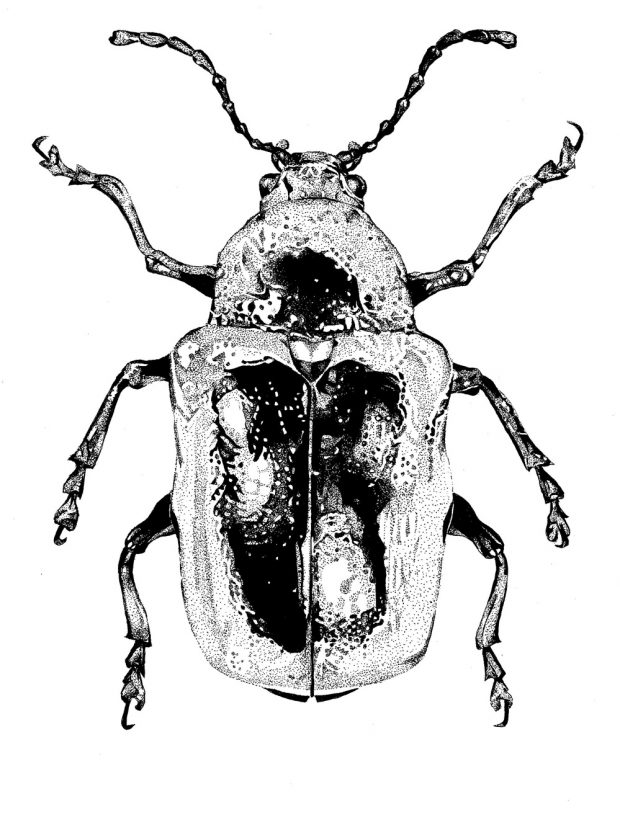 Natalie McIntyre's Meticulous Beautiful Insect Drawings - Jackson's Art ...