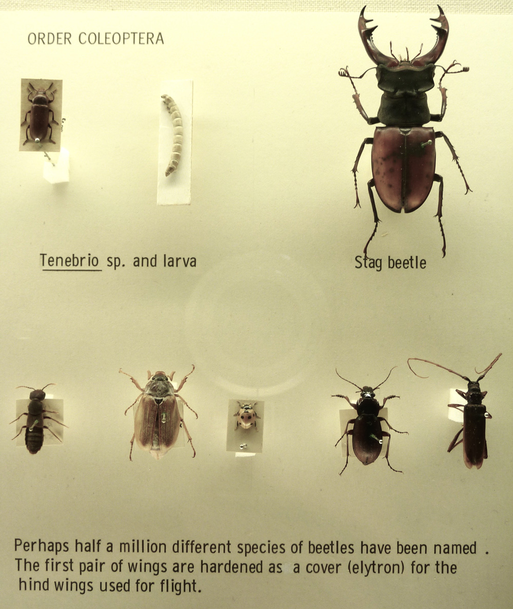 Natalie McIntyre's Meticulous Beautiful Insect Drawings - Jackson's Art ...