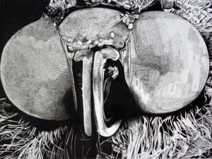 Natalie McIntyre's Meticulous Beautiful Insect Drawings - Jackson's Art ...