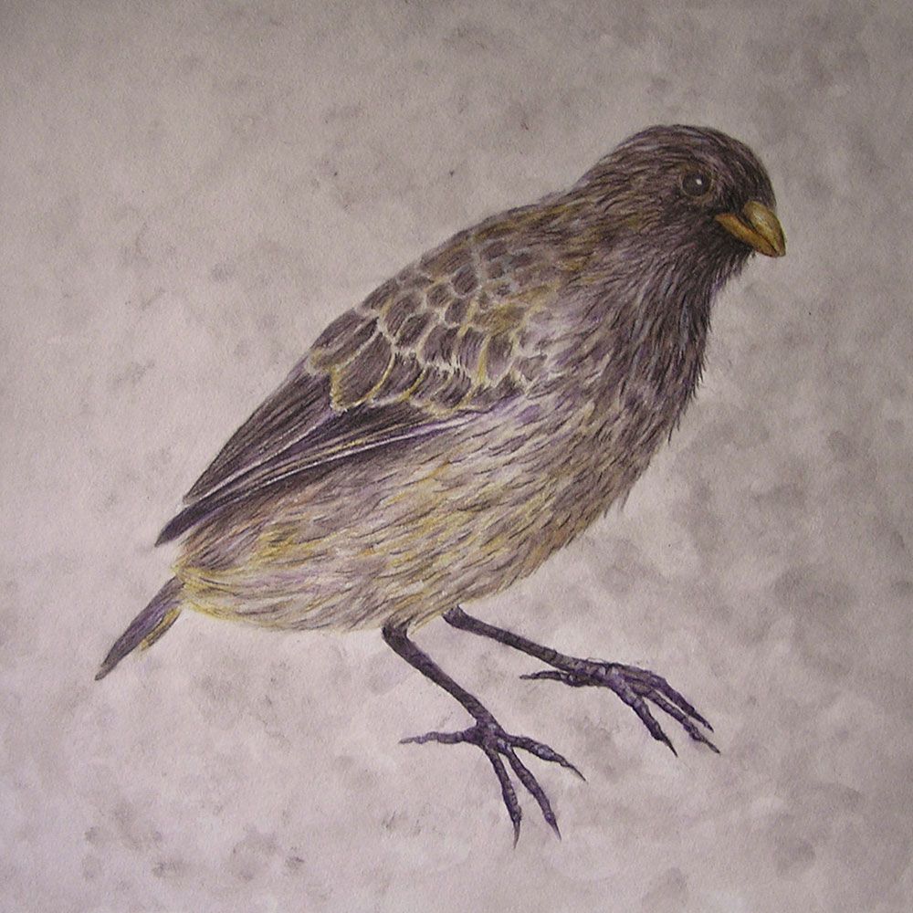 Discovery: Reimagining Darwin’s World - Jackson's Art Blog