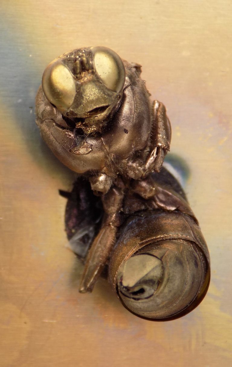 Natalie McIntyre's Meticulous Beautiful Insect Drawings - Jackson's Art ...