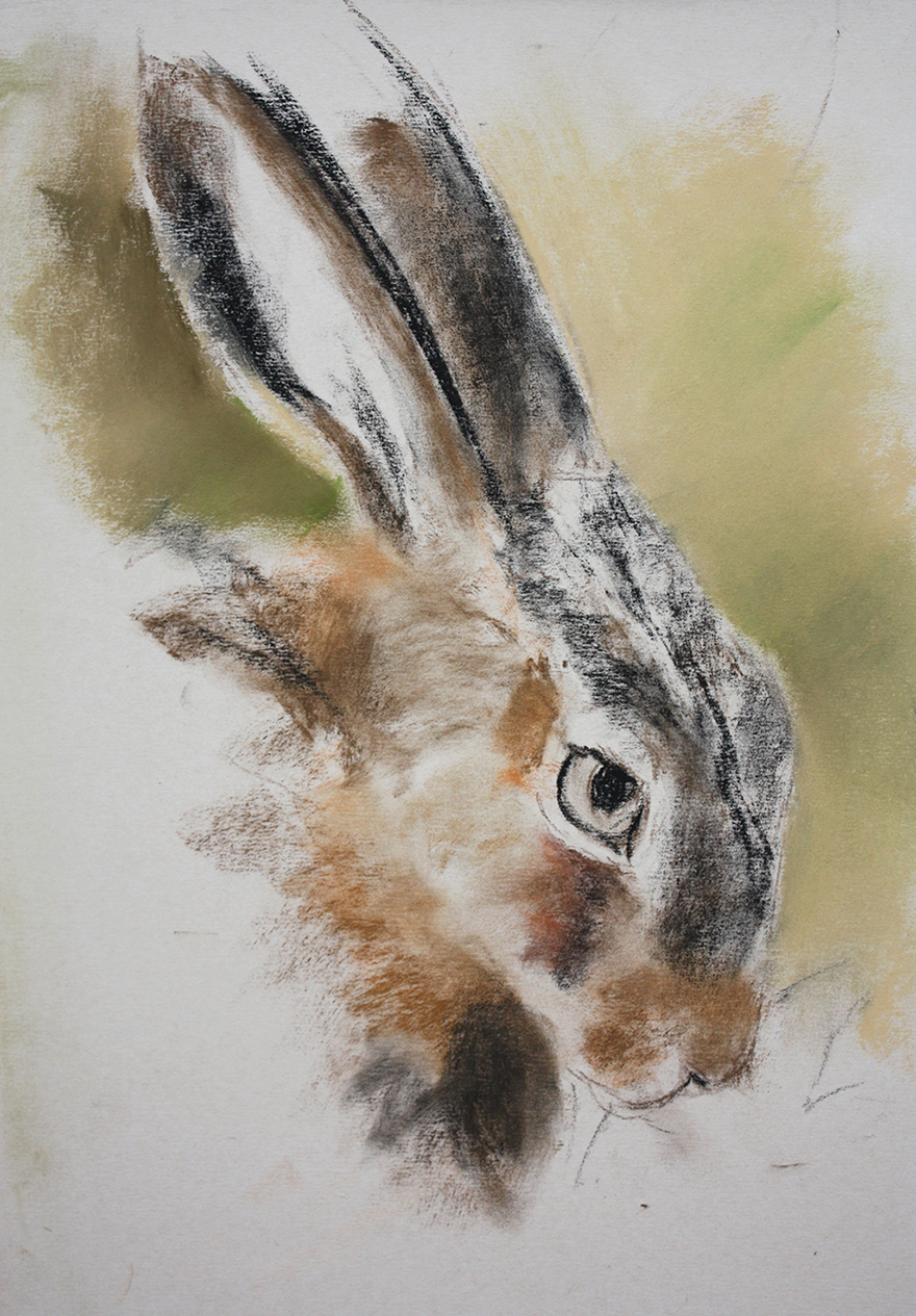 A Hare in Sennelier Soft Pastels by Catherine E Inglis SWA - Jackson's ...