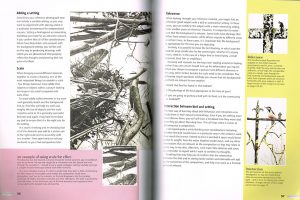 'Bird Art' by Alan Woollett, reviewed by Ray Scally - Jackson's Art Blog