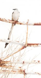 An interview with Alan Woollett, author of "Bird Art" - Jackson's Art Blog