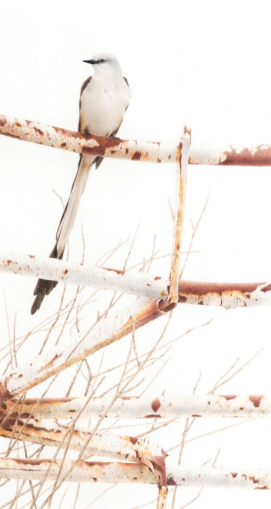 An interview with Alan Woollett, author of "Bird Art" - Jackson's Art Blog