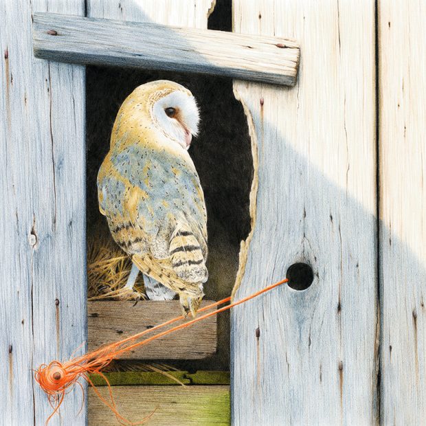 An interview with Alan Woollett, author of "Bird Art" - Jackson's Art Blog