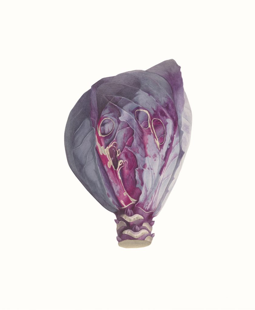 Plant Life: Botanical Illustration Shortlist Released! - Jackson's Art Blog