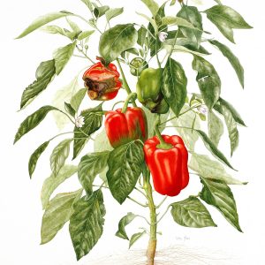 Plant Life: Botanical Illustration Shortlist Released! - Jackson's Art Blog