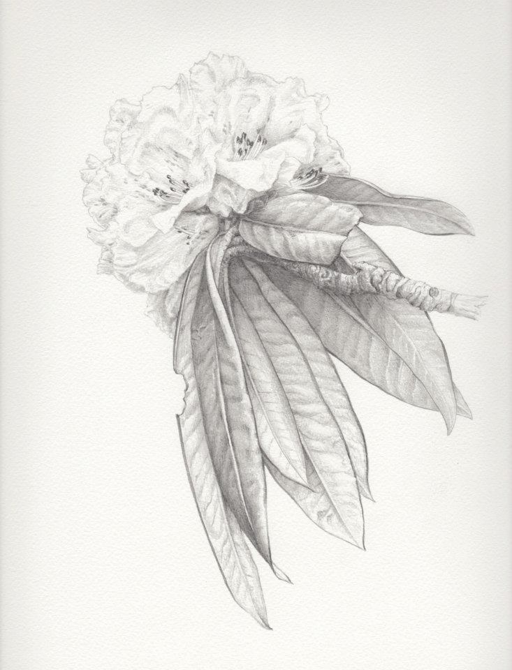 The Boundaries of Botanical Art: Heidi Willis - Jackson's Art Blog