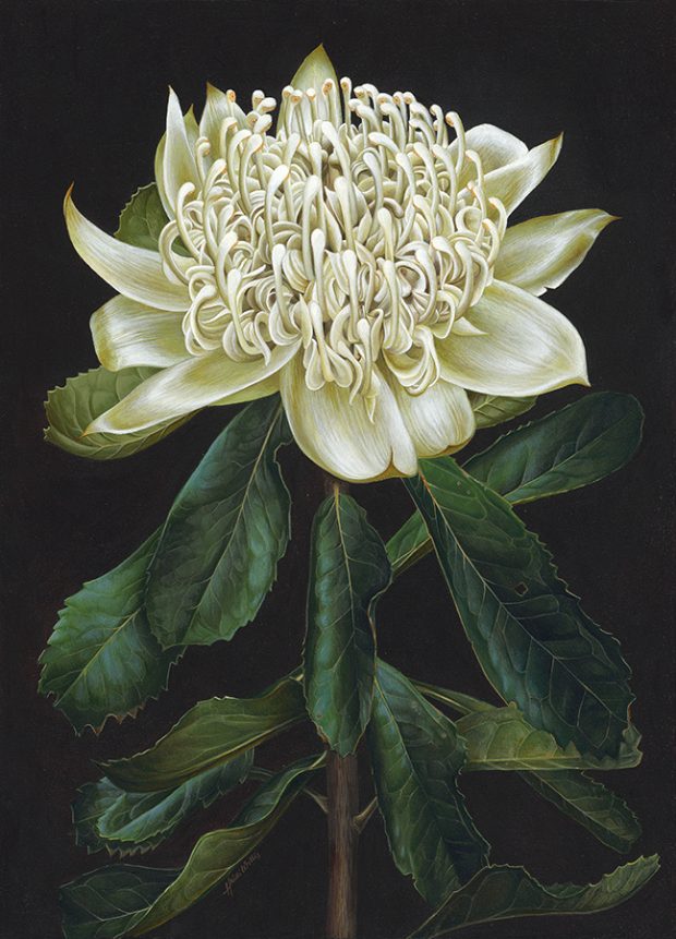 The Boundaries of Botanical Art: Heidi Willis - Jackson's Art Blog