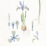 Plant Life: Botanical Illustration Shortlist Released! - Jackson's Art Blog
