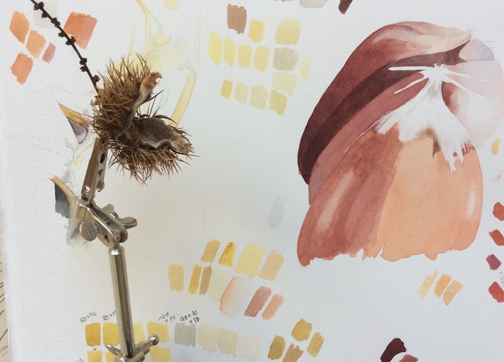 Vivienne Rew: Winner of our 'Plant Life - Botanical Illustration' Comp ...