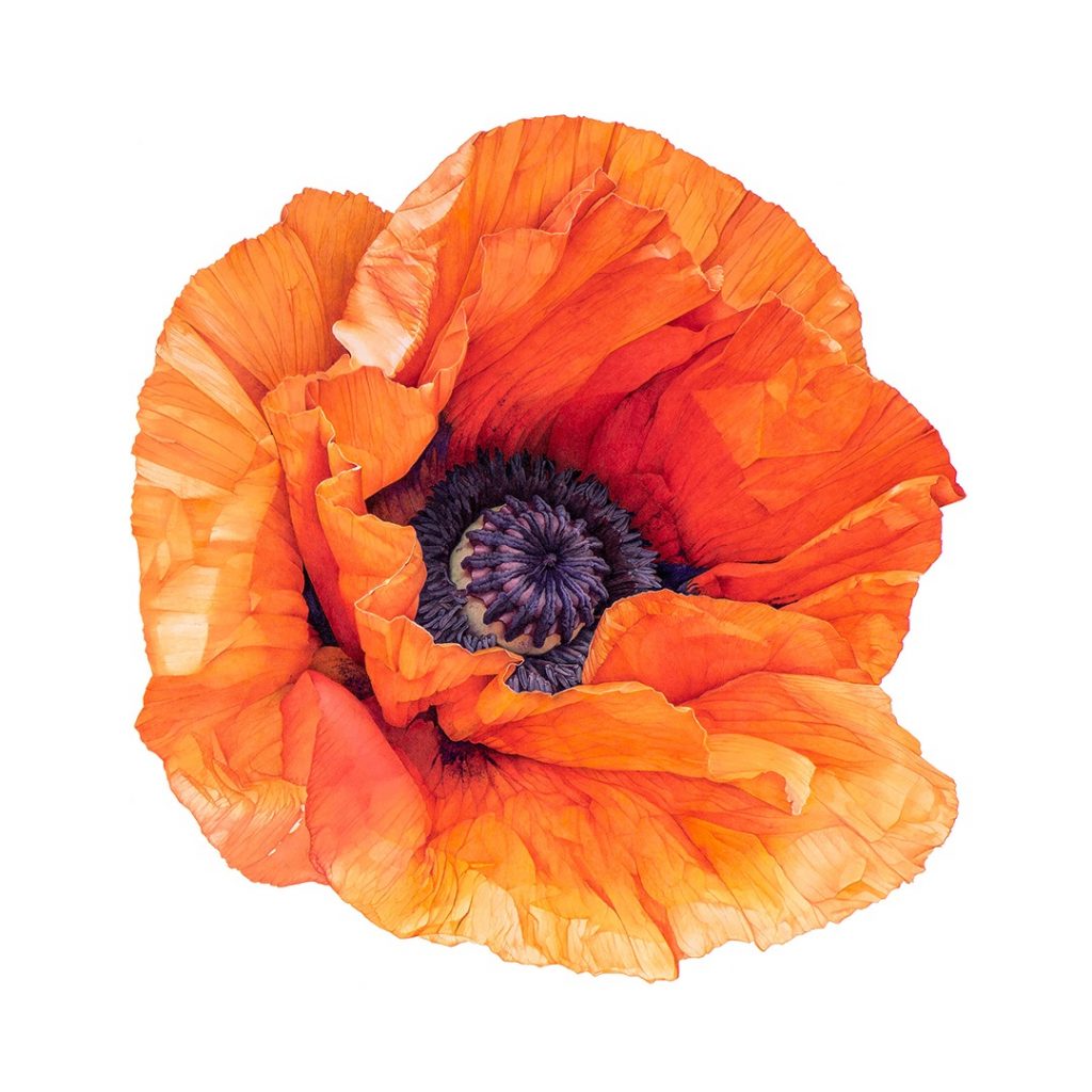 Vivienne Rew: Winner of our 'Plant Life - Botanical Illustration' Comp ...