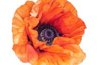 Collagraph Print Making by Suzie MacKenzie - Jackson's Art Blog