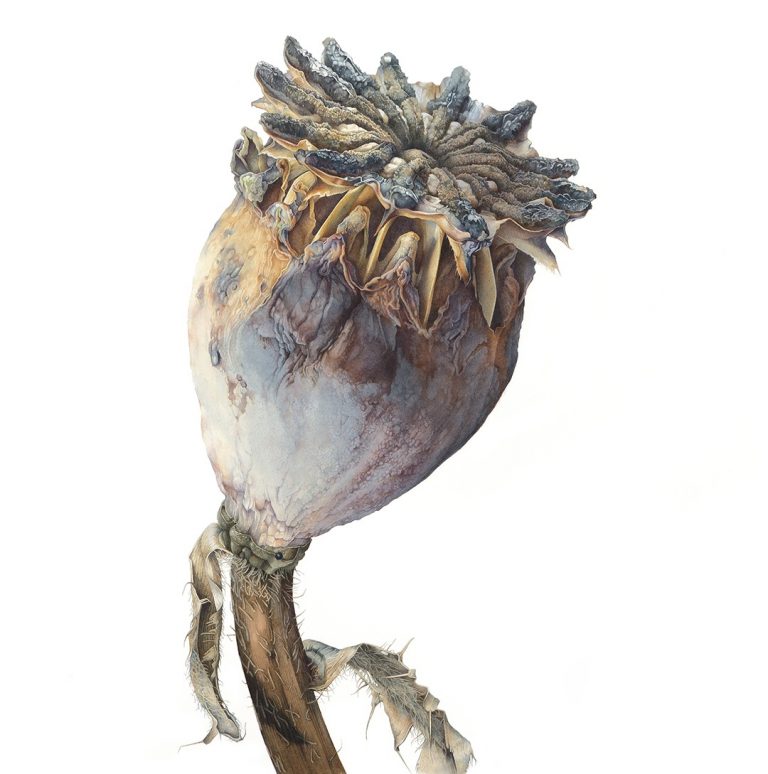 Vivienne Rew: Winner of our 'Plant Life - Botanical Illustration' Comp ...