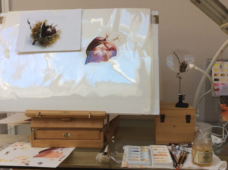 Vivienne Rew: Winner of our 'Plant Life - Botanical Illustration' Comp ...