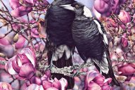 Alison Deegan's Linocut Prints - Jackson's Art Blog