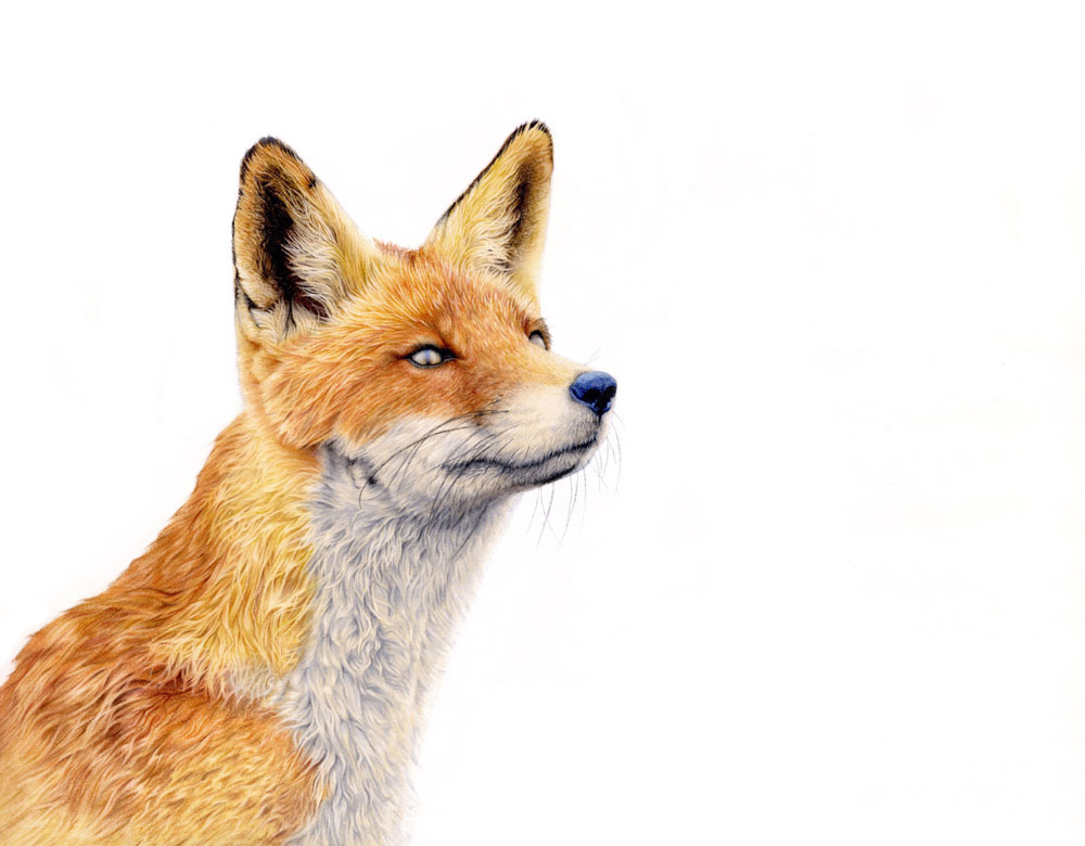 Nicola Wilkinson: the Animal in the Detail - Jackson's Art Blog