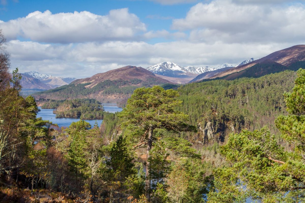 Replanting the Caledonian Forest with Trees for Life - Jackson's Art Blog