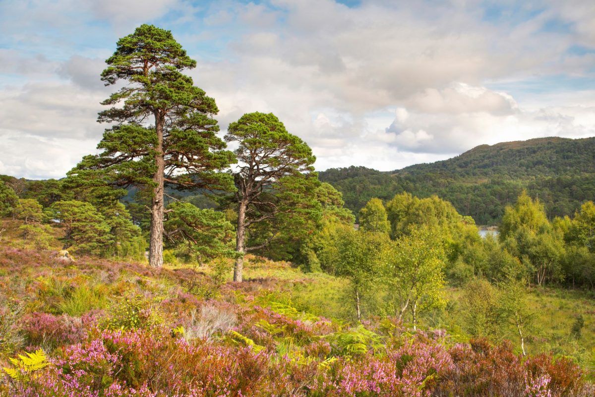 Replanting the Caledonian Forest with Trees for Life - Jackson's Art Blog