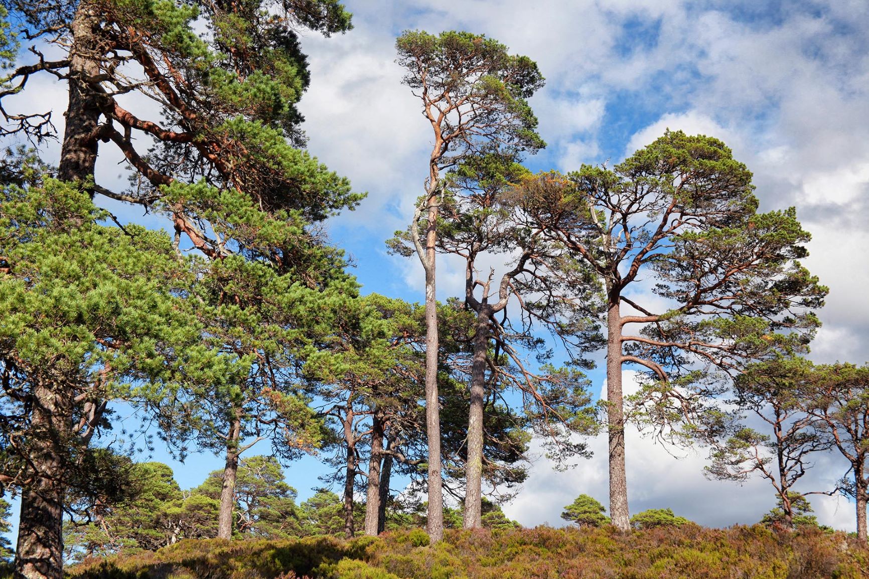 Replanting the Caledonian Forest with Trees for Life - Jackson's Art ...