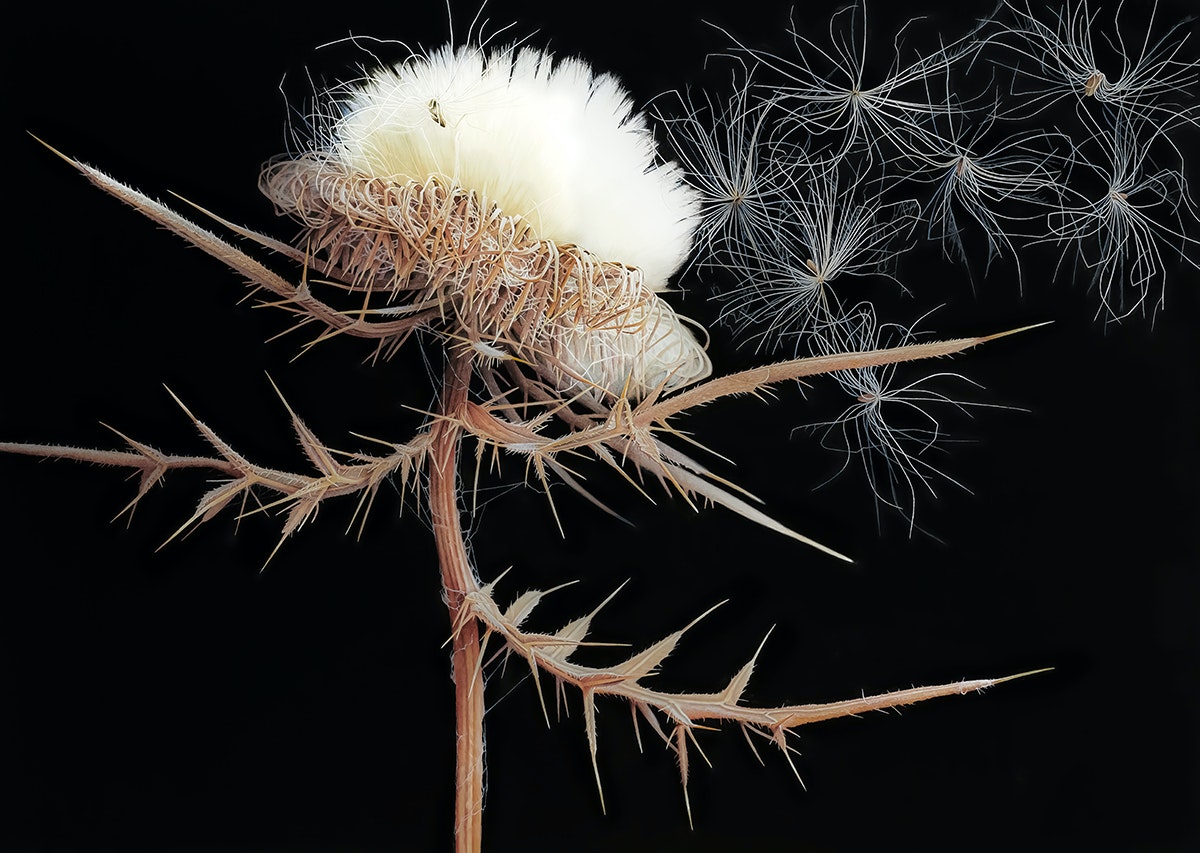 Vivienne Rew: Botanical Structures - Jackson's Art Blog