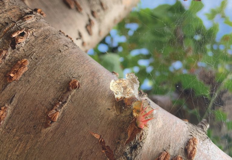 Make Your Own Watercolour Medium From Foraged Tree Gums - Jackson's Art ...