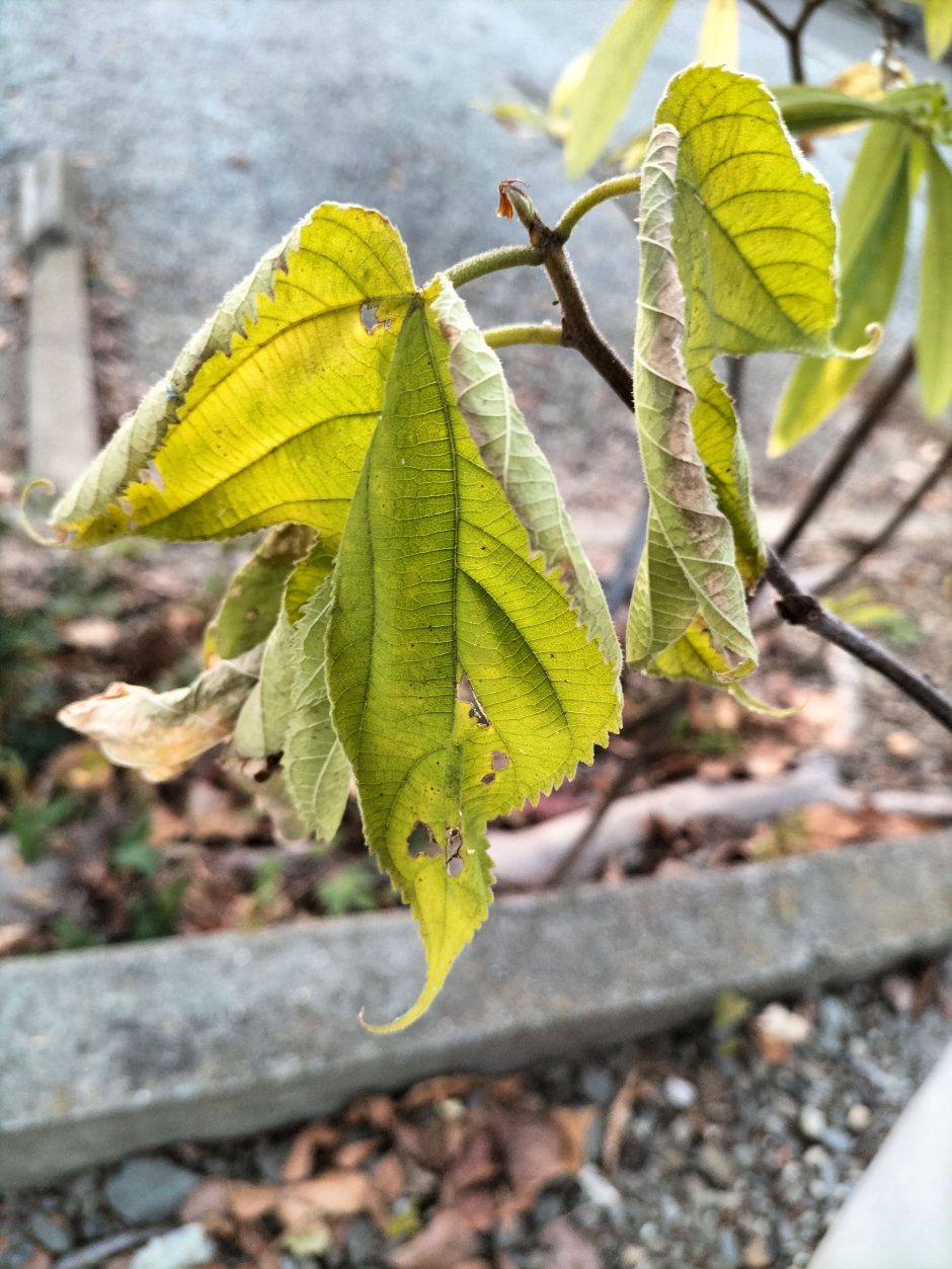 How Awagami Washi Paper is Made - Jackson's Art Blog Jackson's Art Blog