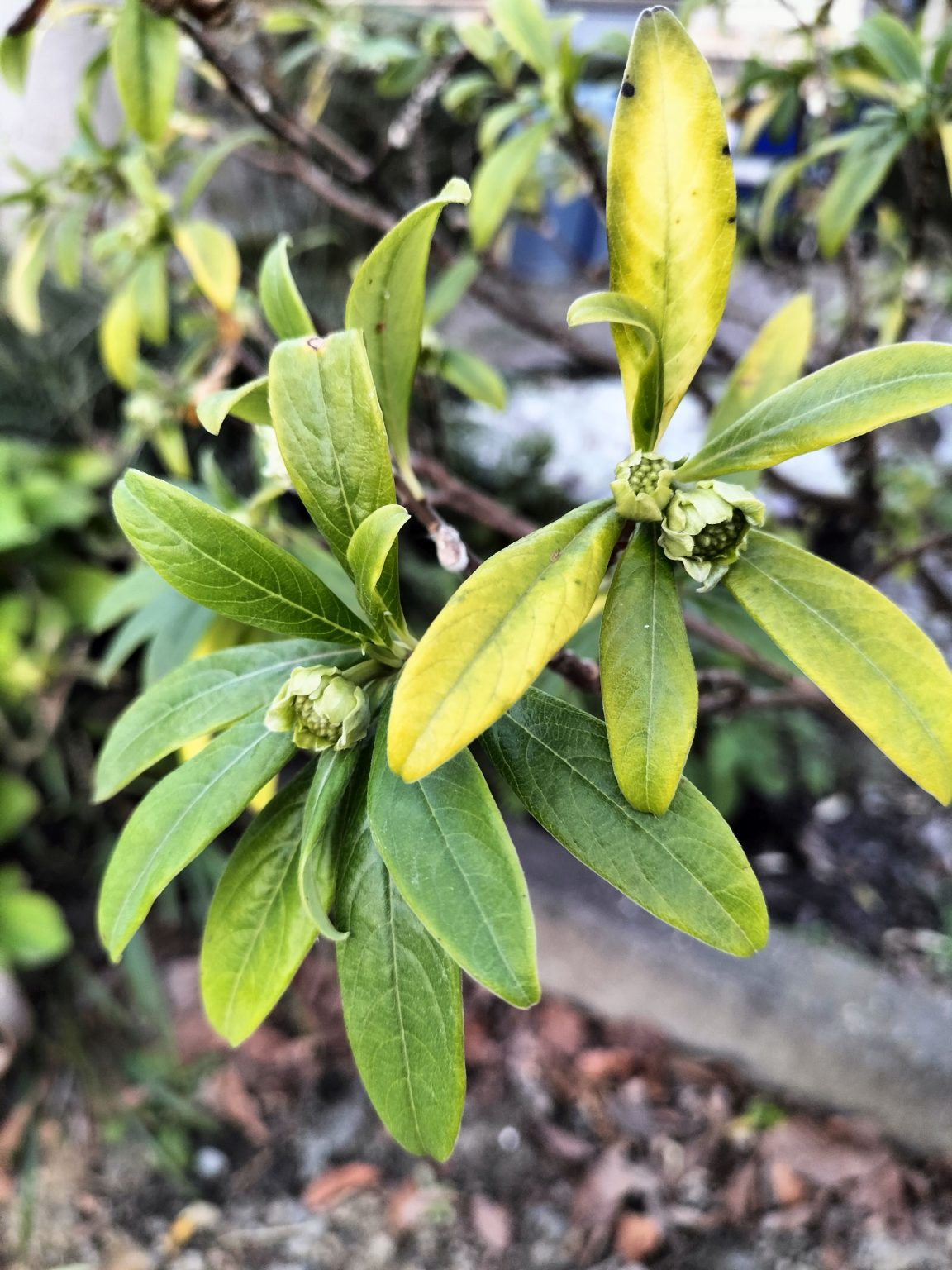 How Awagami Washi Paper is Made - Jackson's Art Blog Jackson's Art Blog