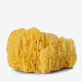 Handover : Natural Sea Sponge : Extra Large Approx. 6.5 - 7 in ...